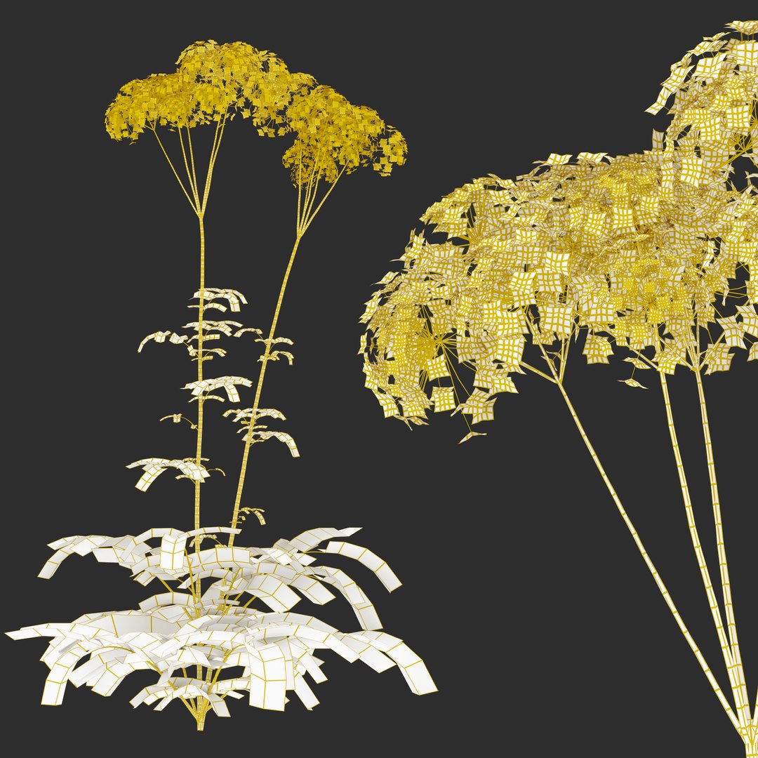 3D Valeriana Officinalis Model - TurboSquid 1943970