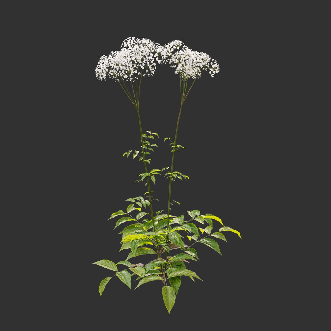 3D Valeriana Officinalis Model - TurboSquid 1943970