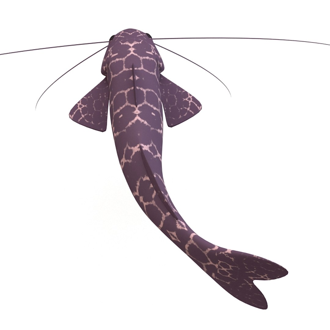3d Catfish Fish