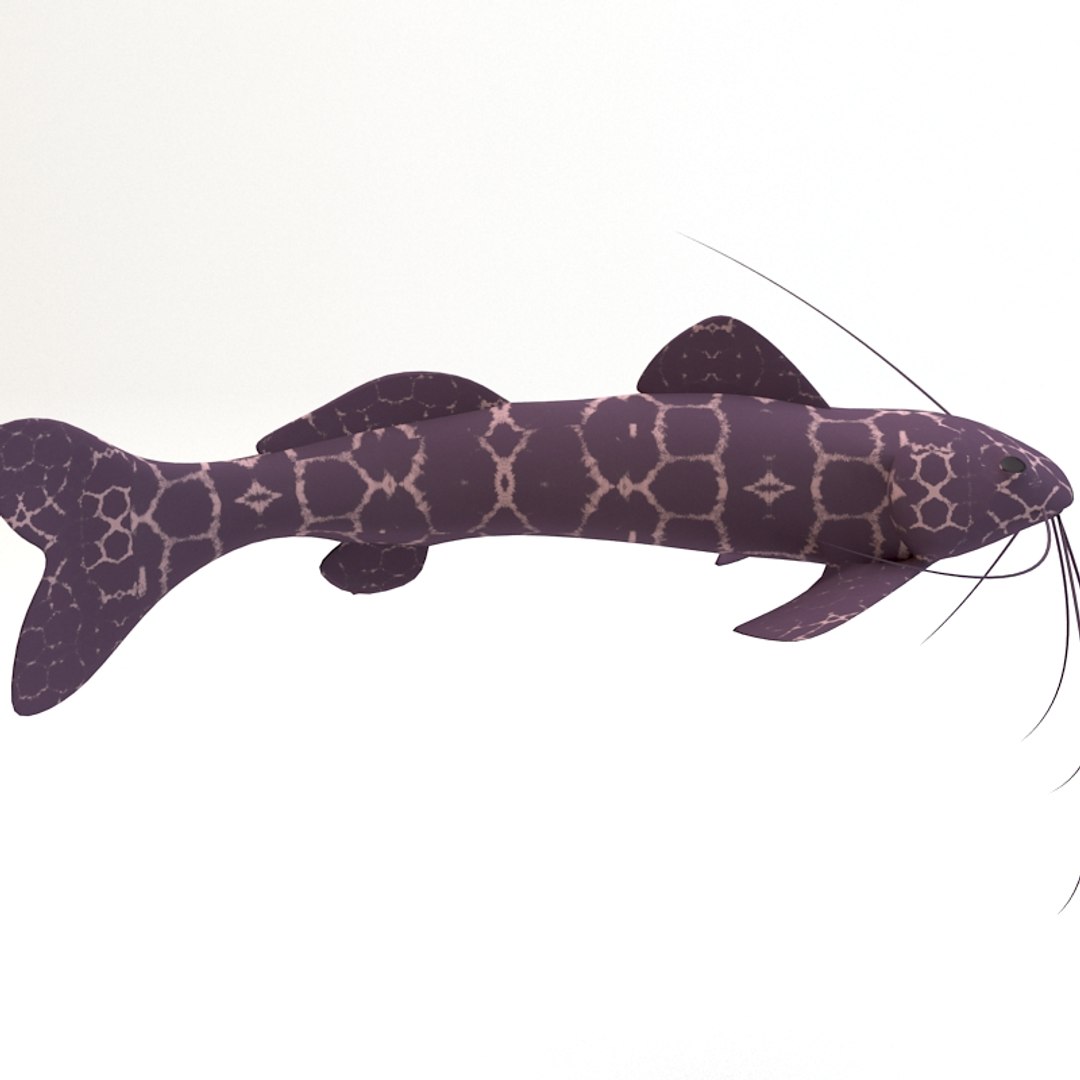 3d Catfish Fish