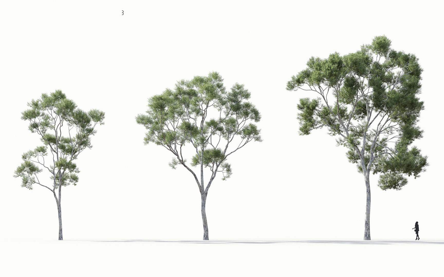 3D Trees Includes Growfx Files Model - TurboSquid 1650793