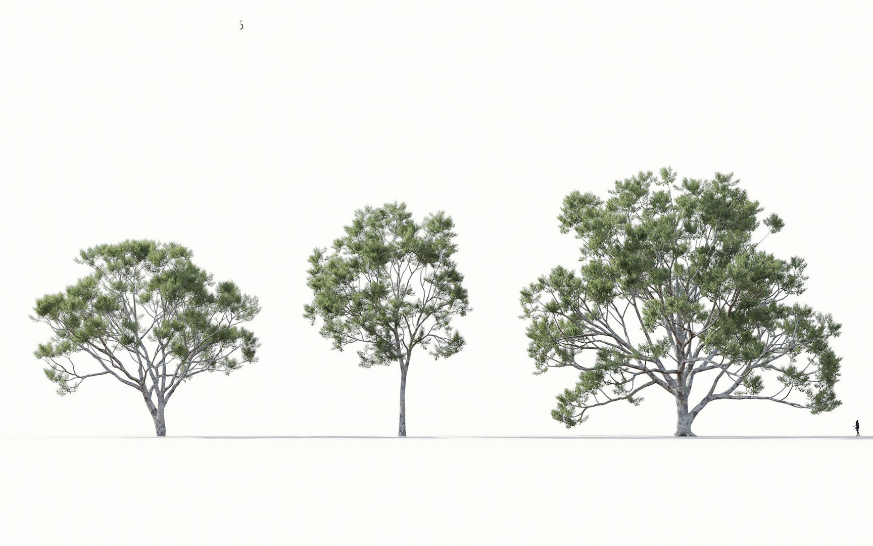 3D Trees Includes Growfx Files Model - TurboSquid 1650793