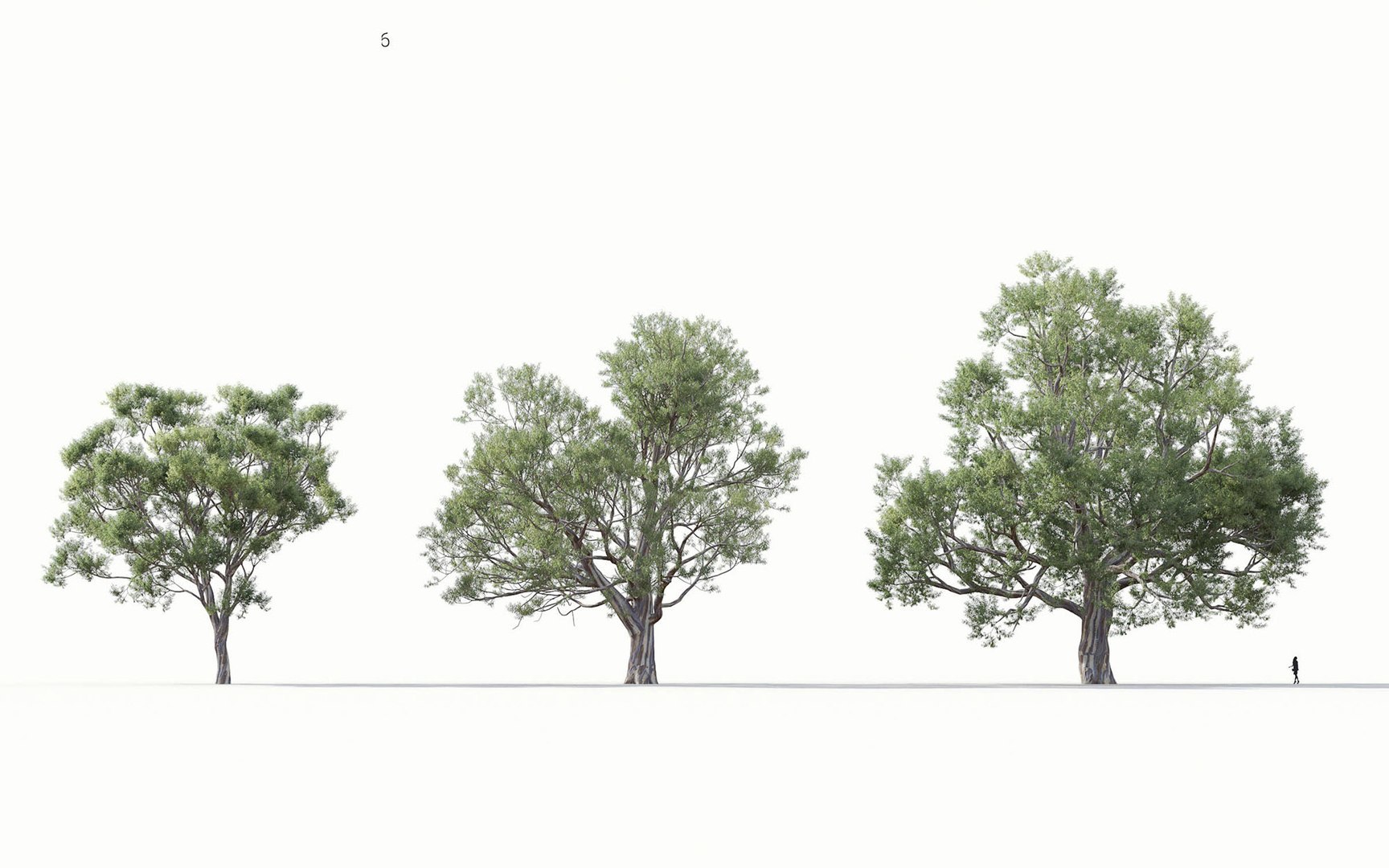 3D Trees Includes Growfx Files Model - TurboSquid 1650793