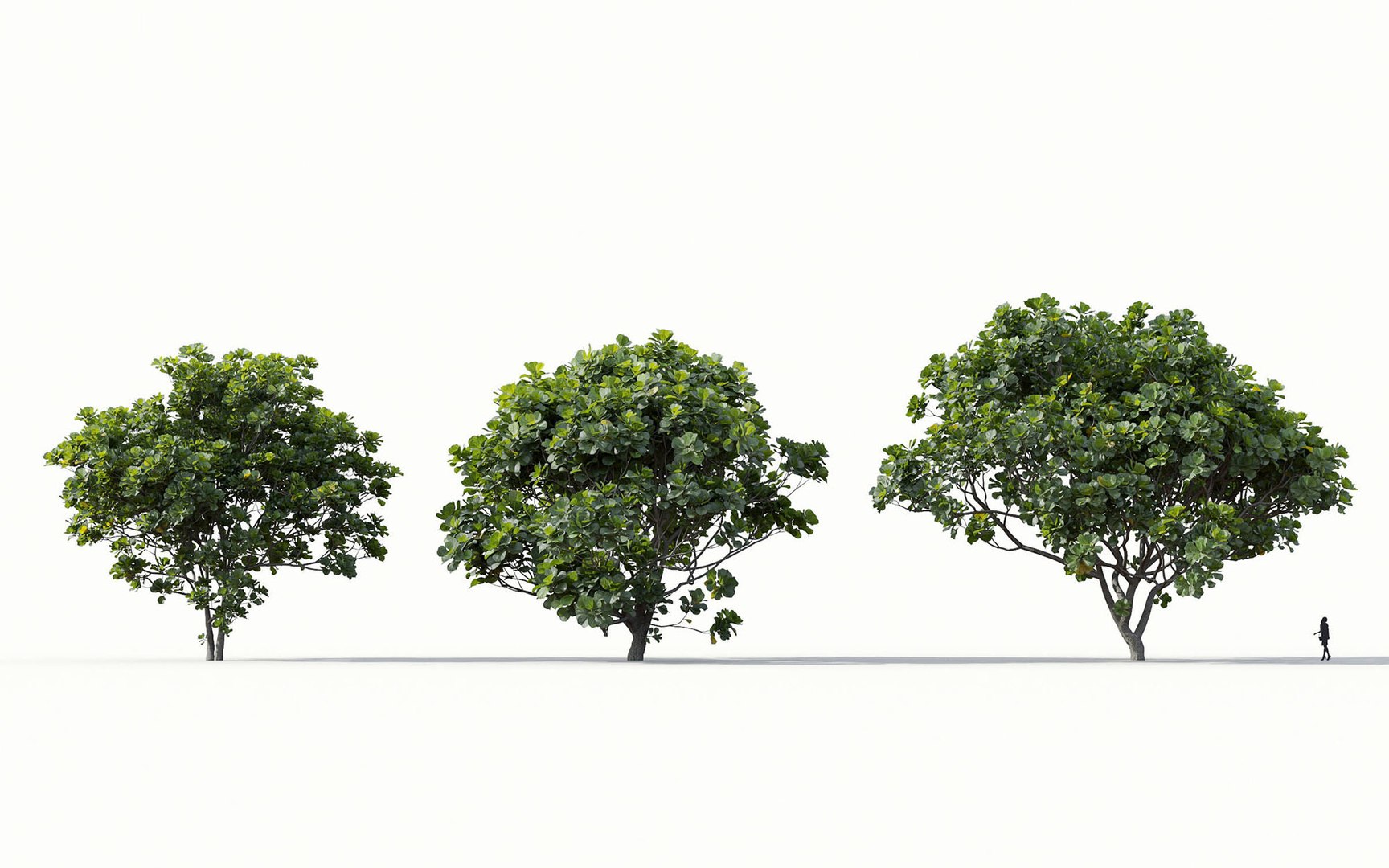 3D Trees Includes Growfx Files Model - TurboSquid 1650793