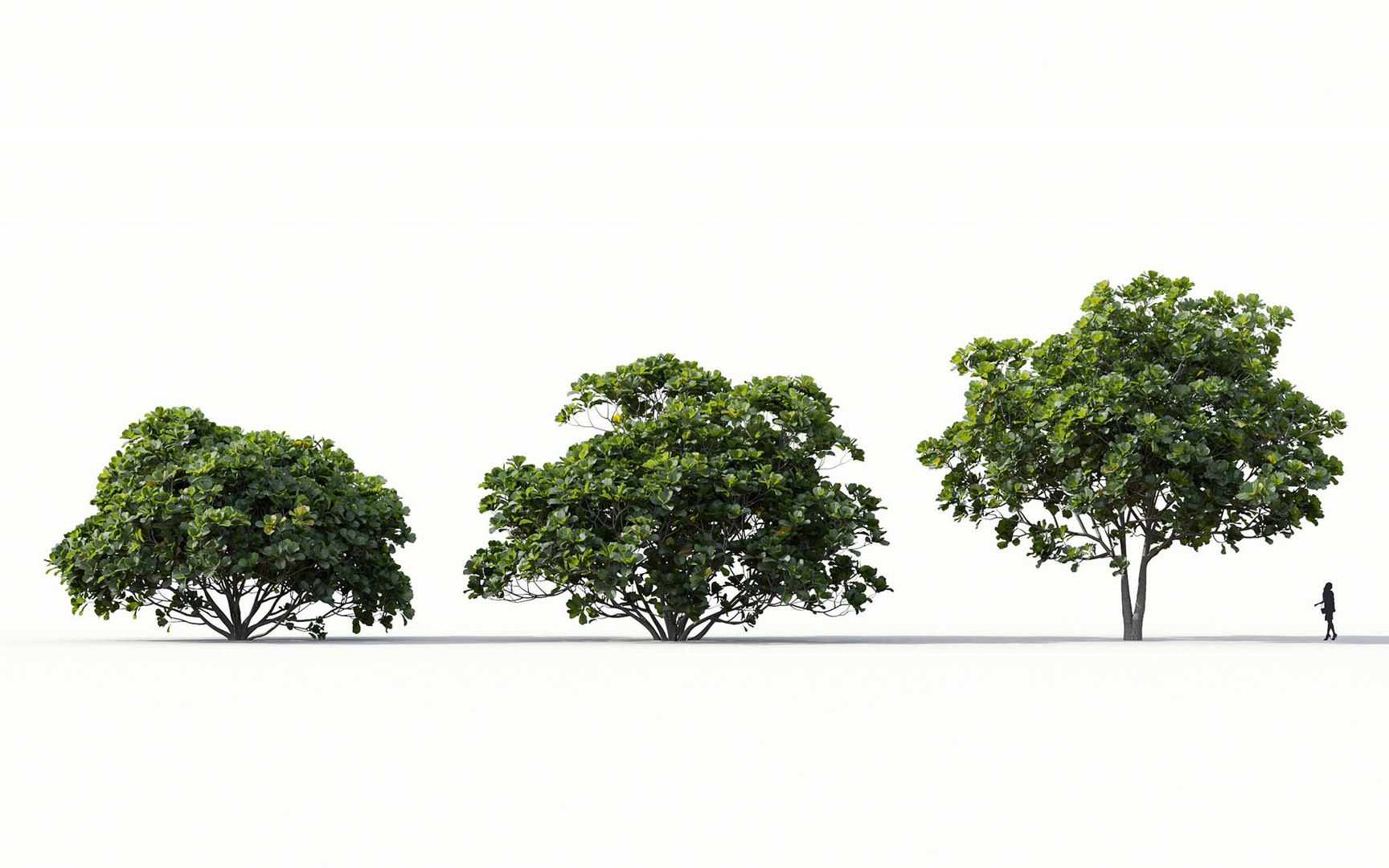 3D Trees Includes Growfx Files Model - TurboSquid 1650793