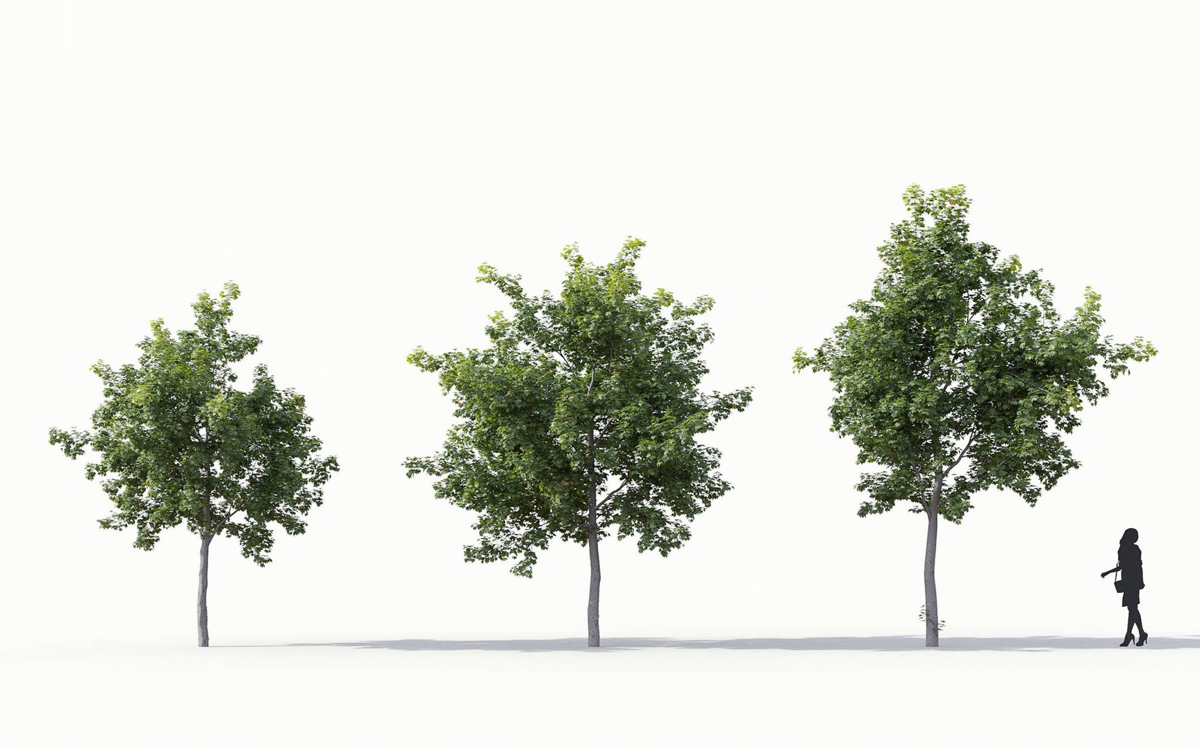 3D Trees Includes Growfx Files Model - TurboSquid 1650793