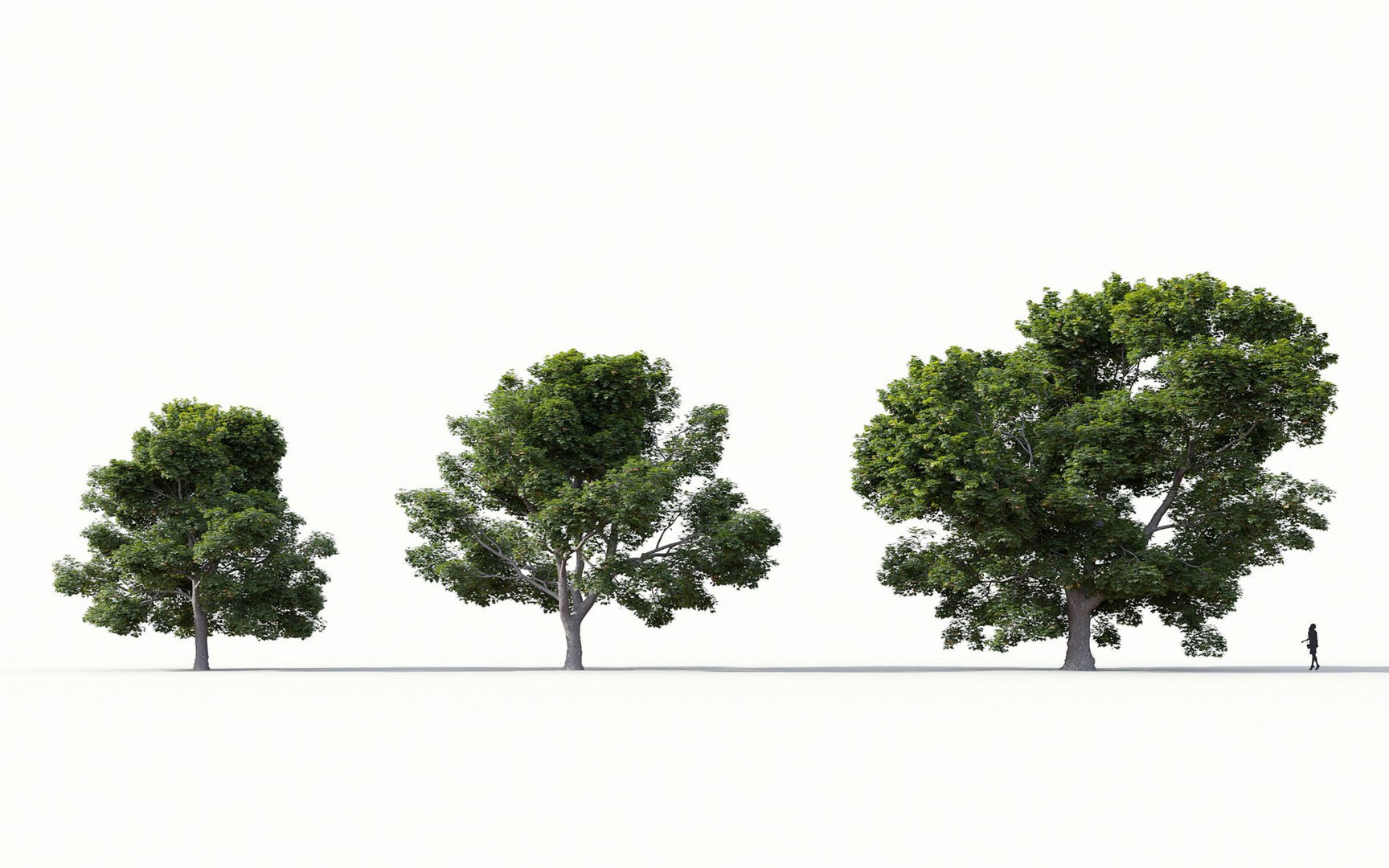 3D Trees Includes Growfx Files Model - TurboSquid 1650793