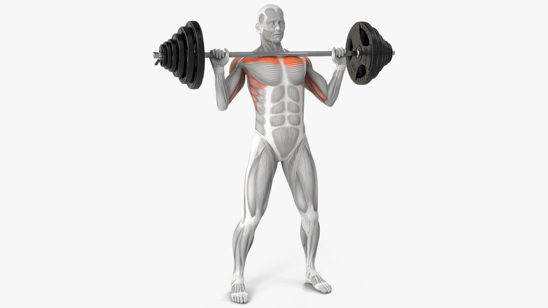 3D Male Muscular System Shoulder Press Animated Rigged For Maya ...