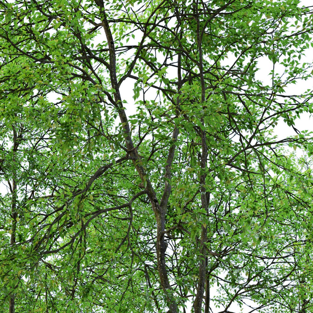 Forest Trees Set 03 3D Model - TurboSquid 1958153