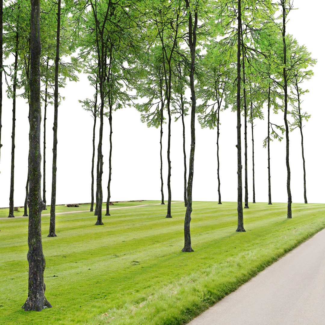 Forest Trees Set 03 3D Model - TurboSquid 1958153