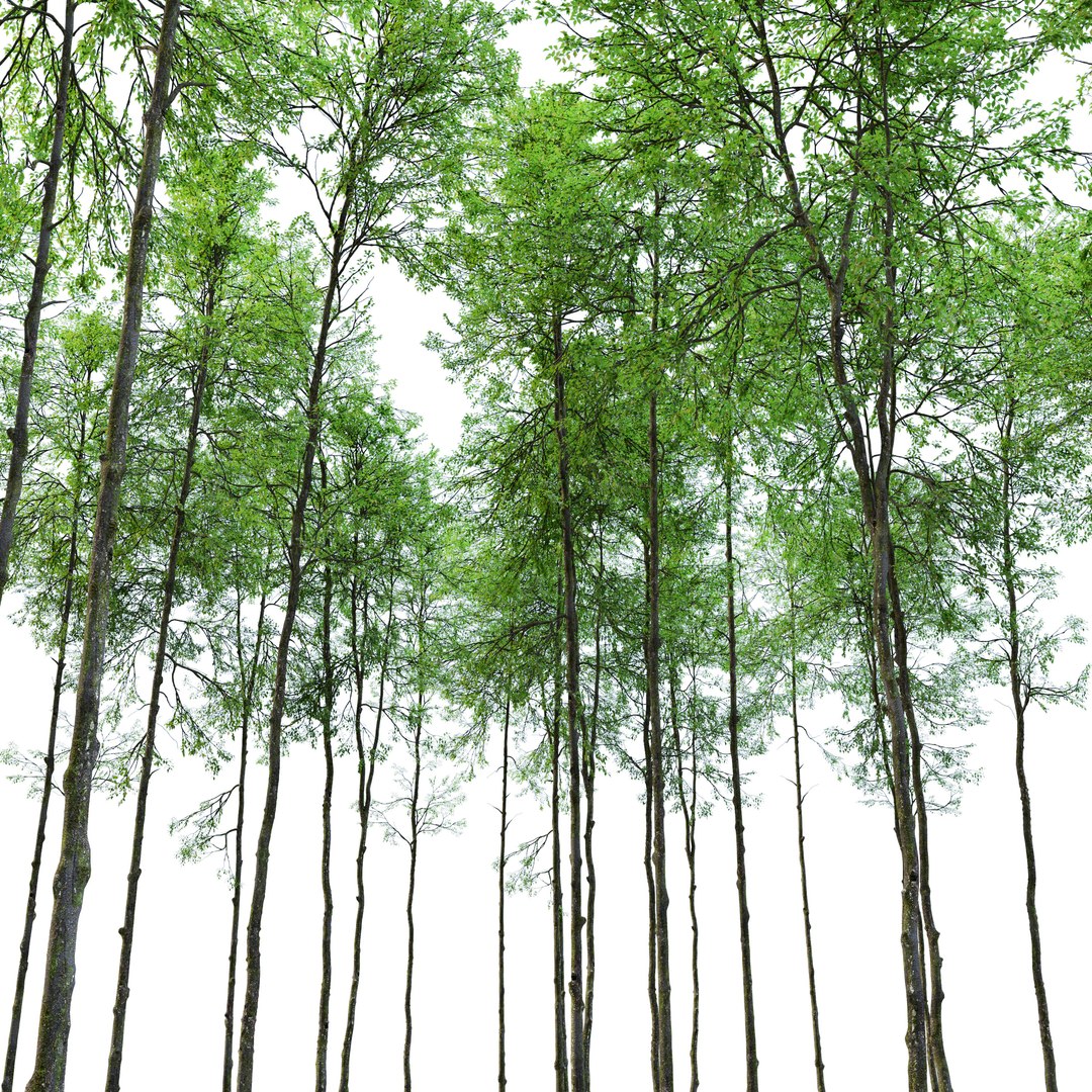 Forest Trees Set 03 3D Model - TurboSquid 1958153