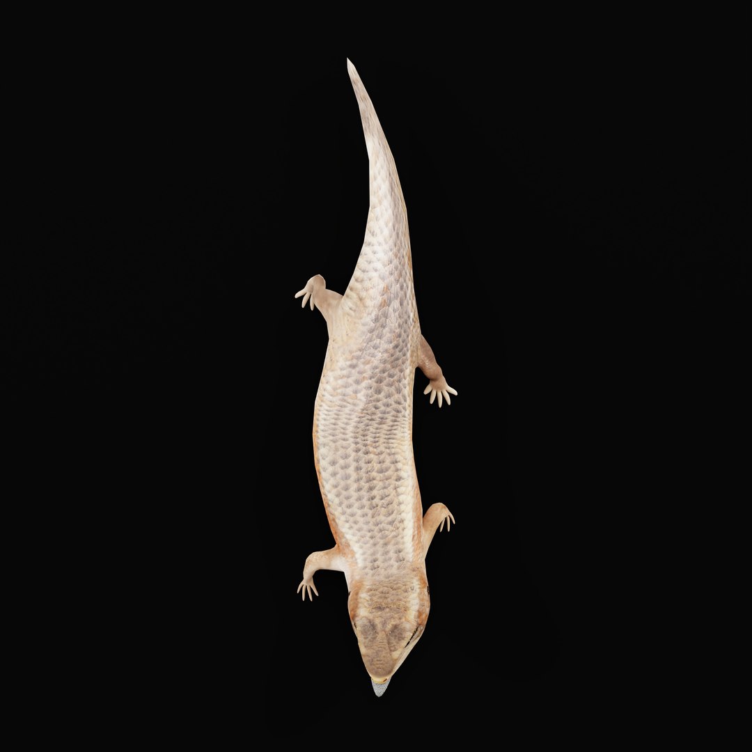 Blue Tongued Skink 3D Model - TurboSquid 2367033