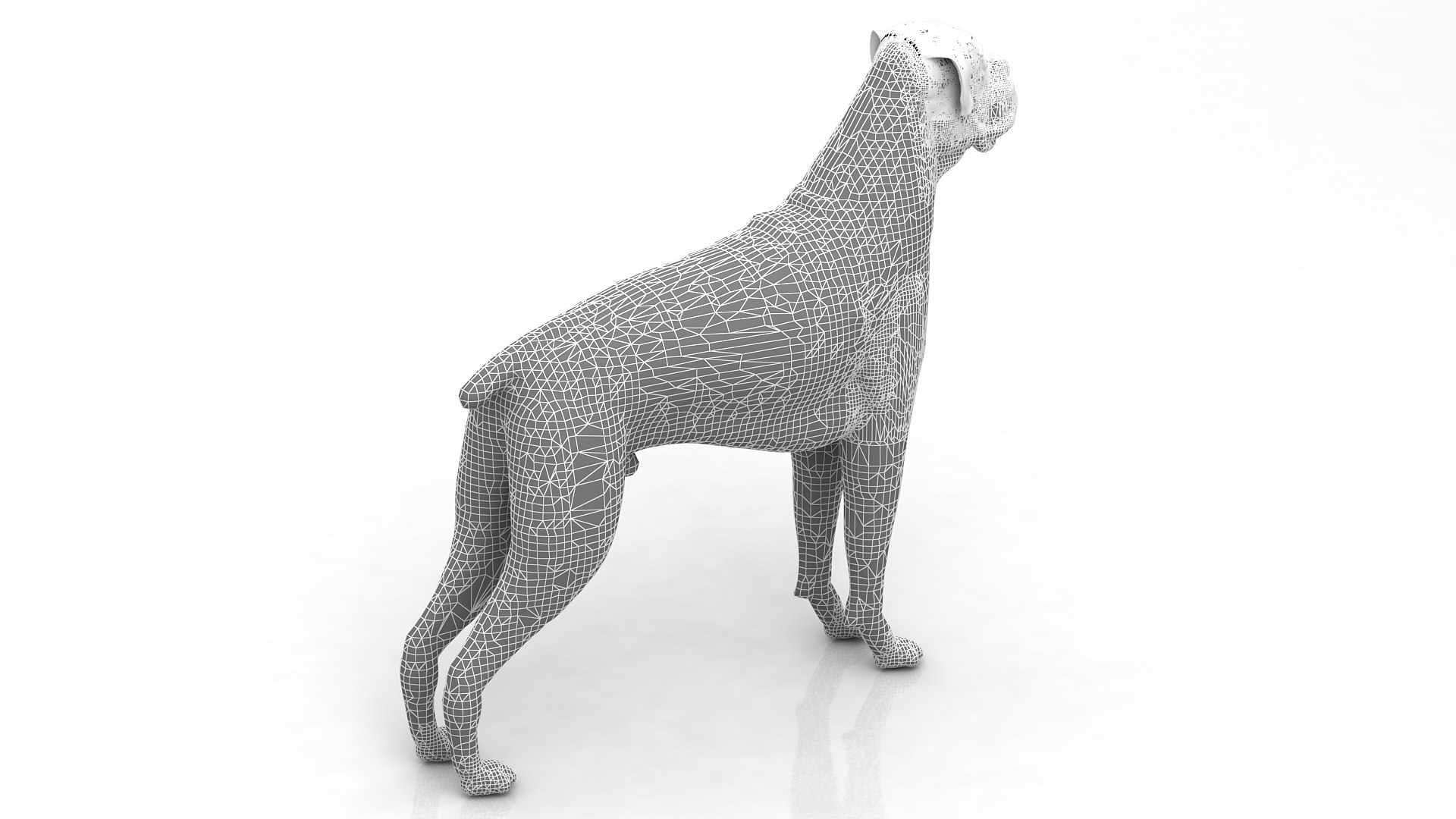 3D Boxer Dog model - TurboSquid 1773220