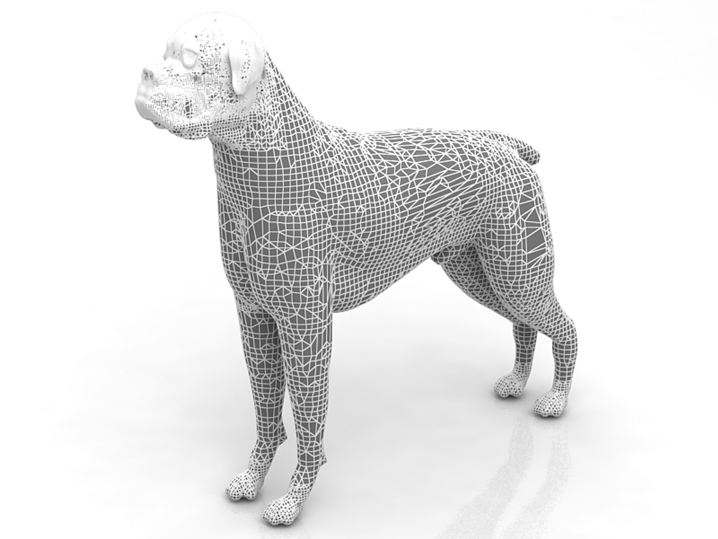 3D Boxer Dog model - TurboSquid 1773220