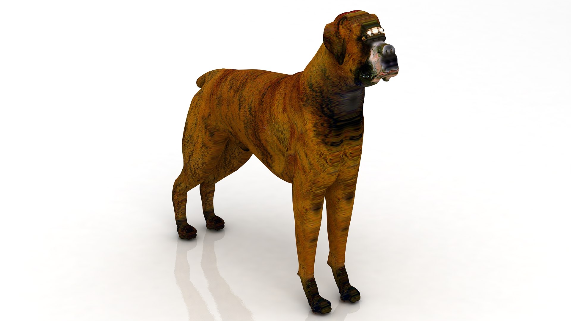 3D Boxer Dog model - TurboSquid 1773220