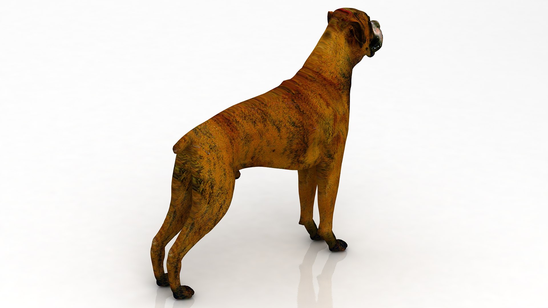 3D Boxer Dog model - TurboSquid 1773220