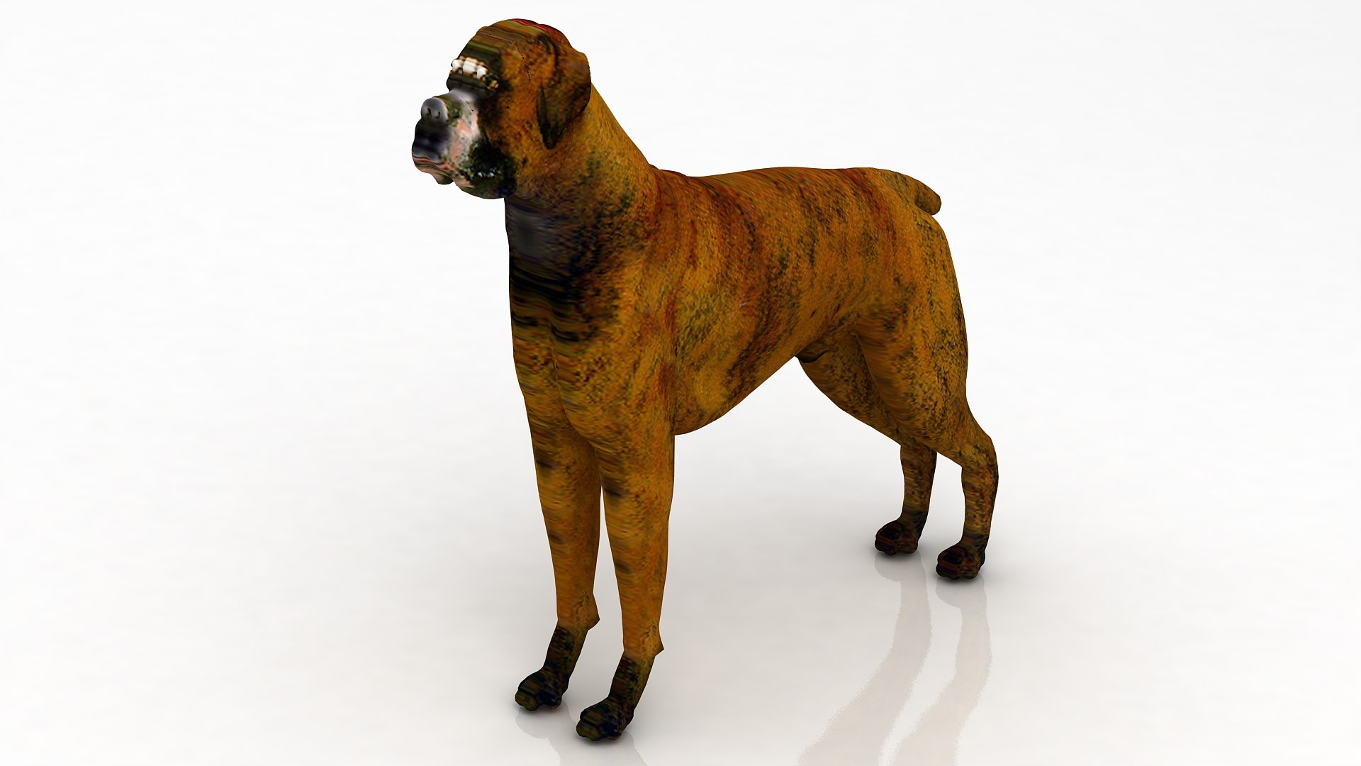 3D Boxer Dog model - TurboSquid 1773220