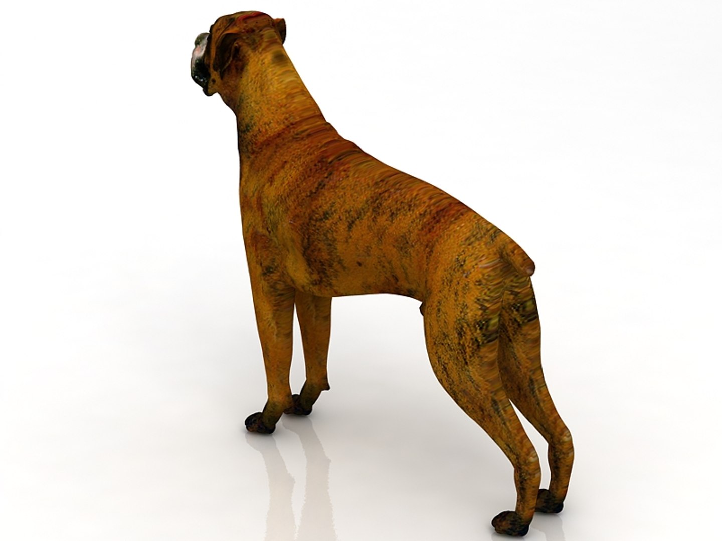 3D Boxer Dog model - TurboSquid 1773220