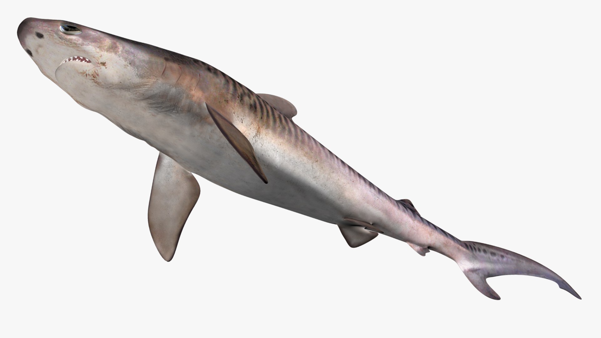 3D Tiger Shark - TurboSquid 1754046