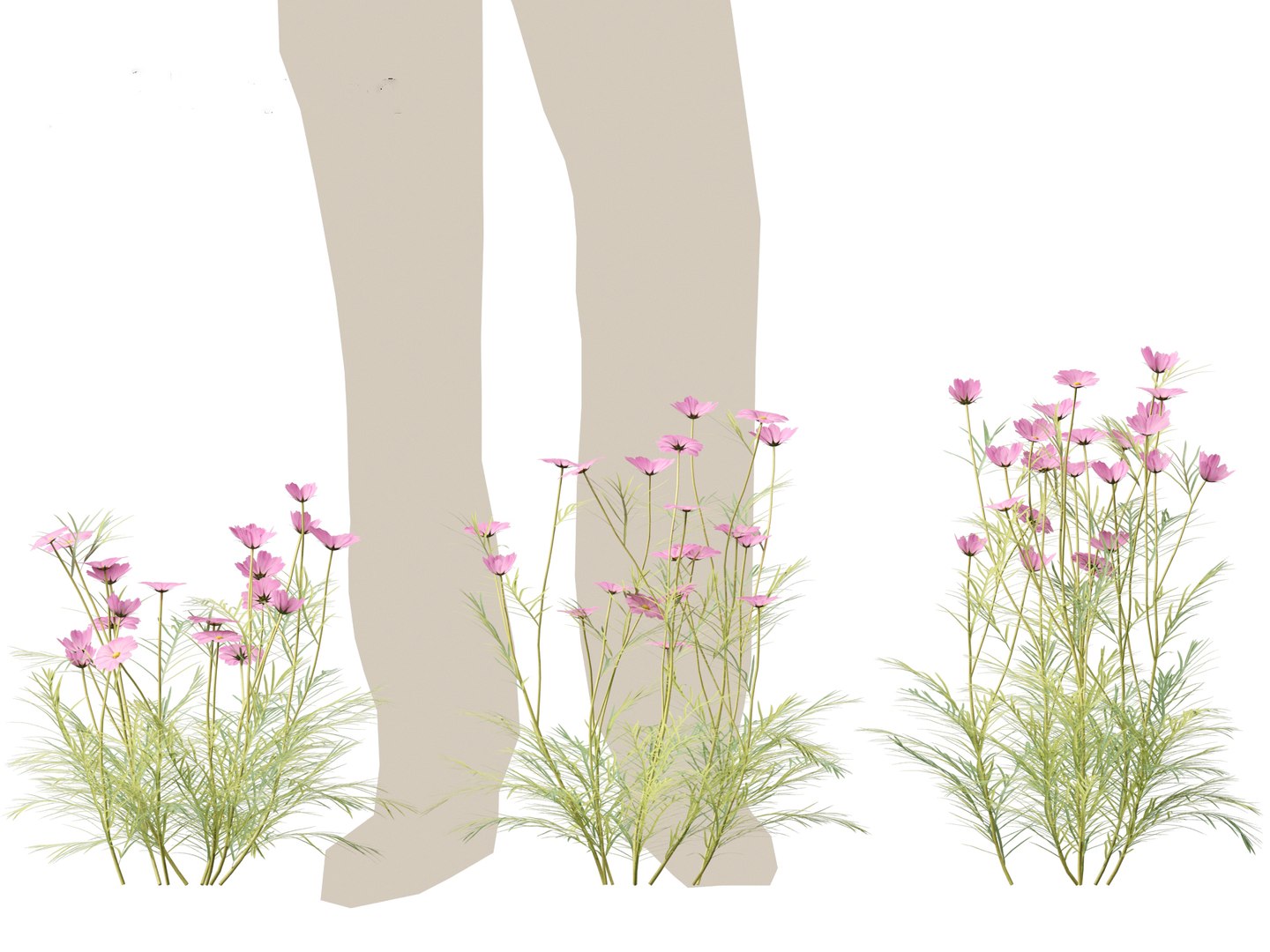 Cosmos Bipinnatus - Garden Cosmos 3D Model - TurboSquid 2127628