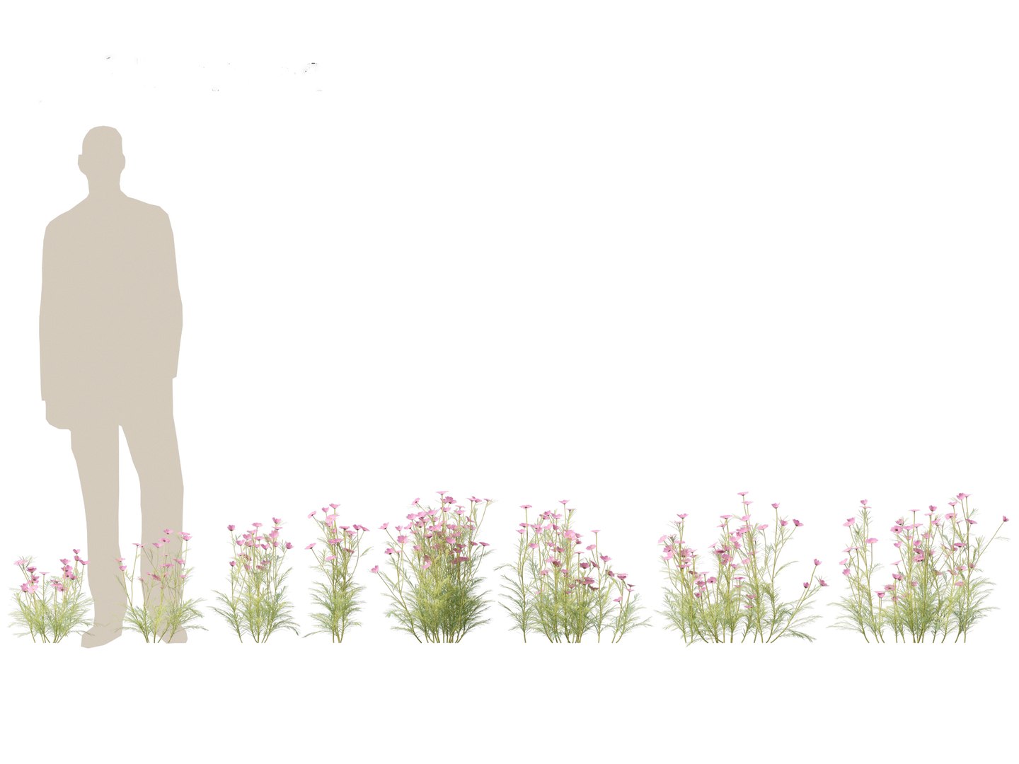 Cosmos Bipinnatus - Garden Cosmos 3D Model - TurboSquid 2127628