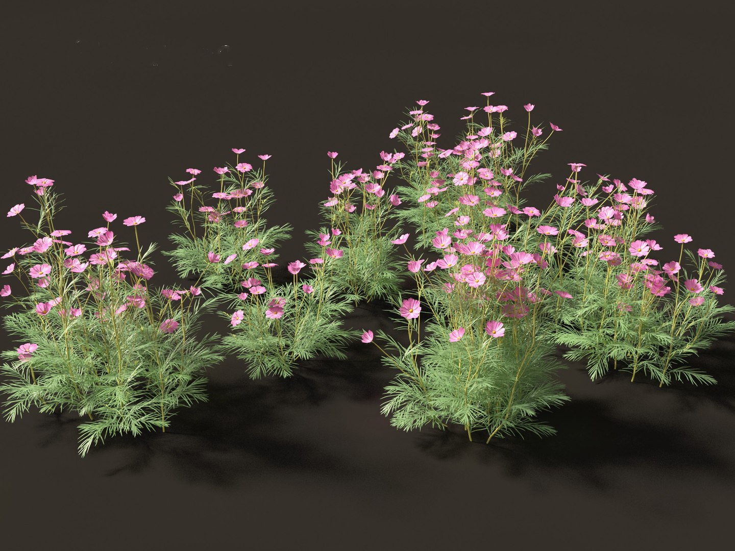 Cosmos Bipinnatus - Garden Cosmos 3D Model - TurboSquid 2127628
