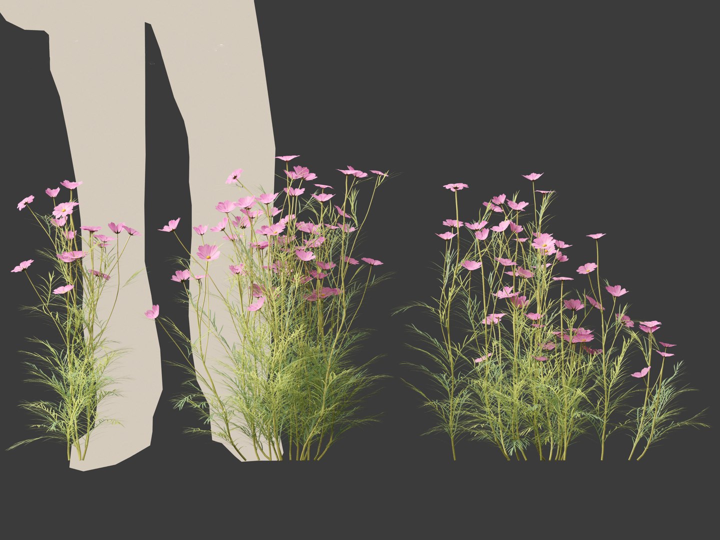 Cosmos Bipinnatus - Garden Cosmos 3D Model - TurboSquid 2127628