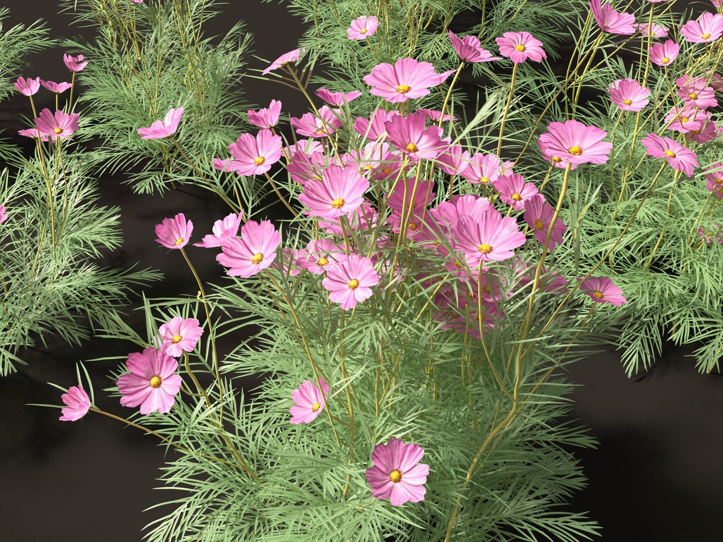 Cosmos Bipinnatus - Garden Cosmos 3D Model - TurboSquid 2127628