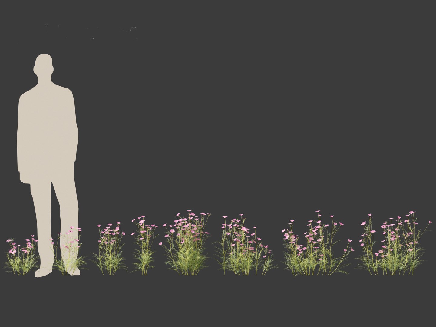 Cosmos Bipinnatus - Garden Cosmos 3D Model - TurboSquid 2127628