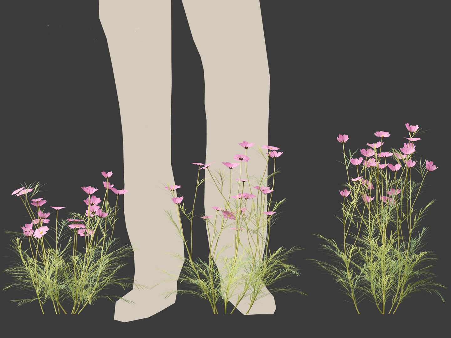 Cosmos Bipinnatus - Garden Cosmos 3D Model - TurboSquid 2127628