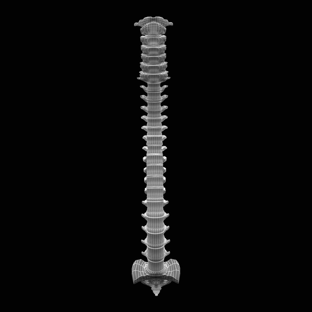 Human Spine 3d Model