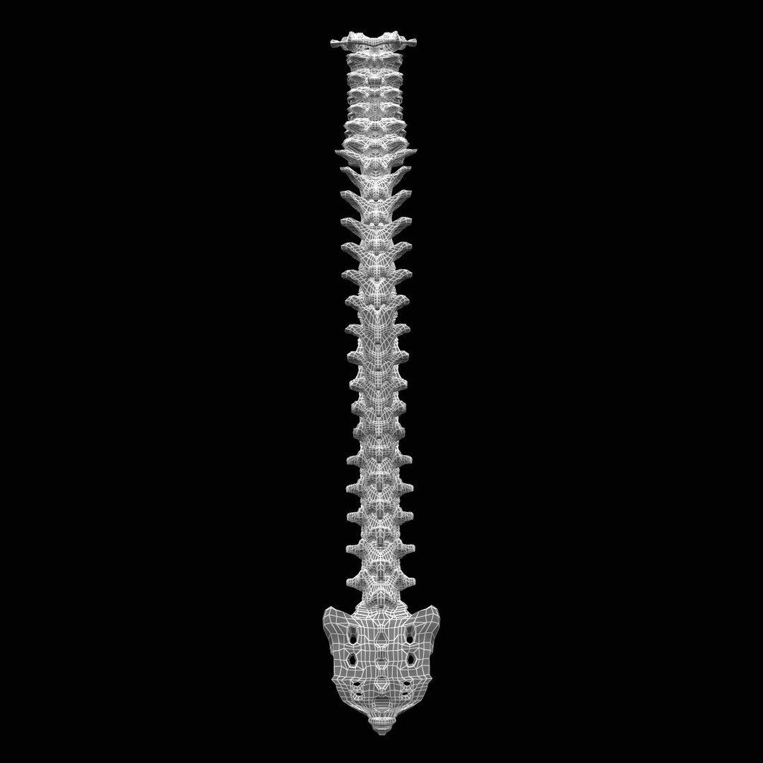 Human Spine 3d Model