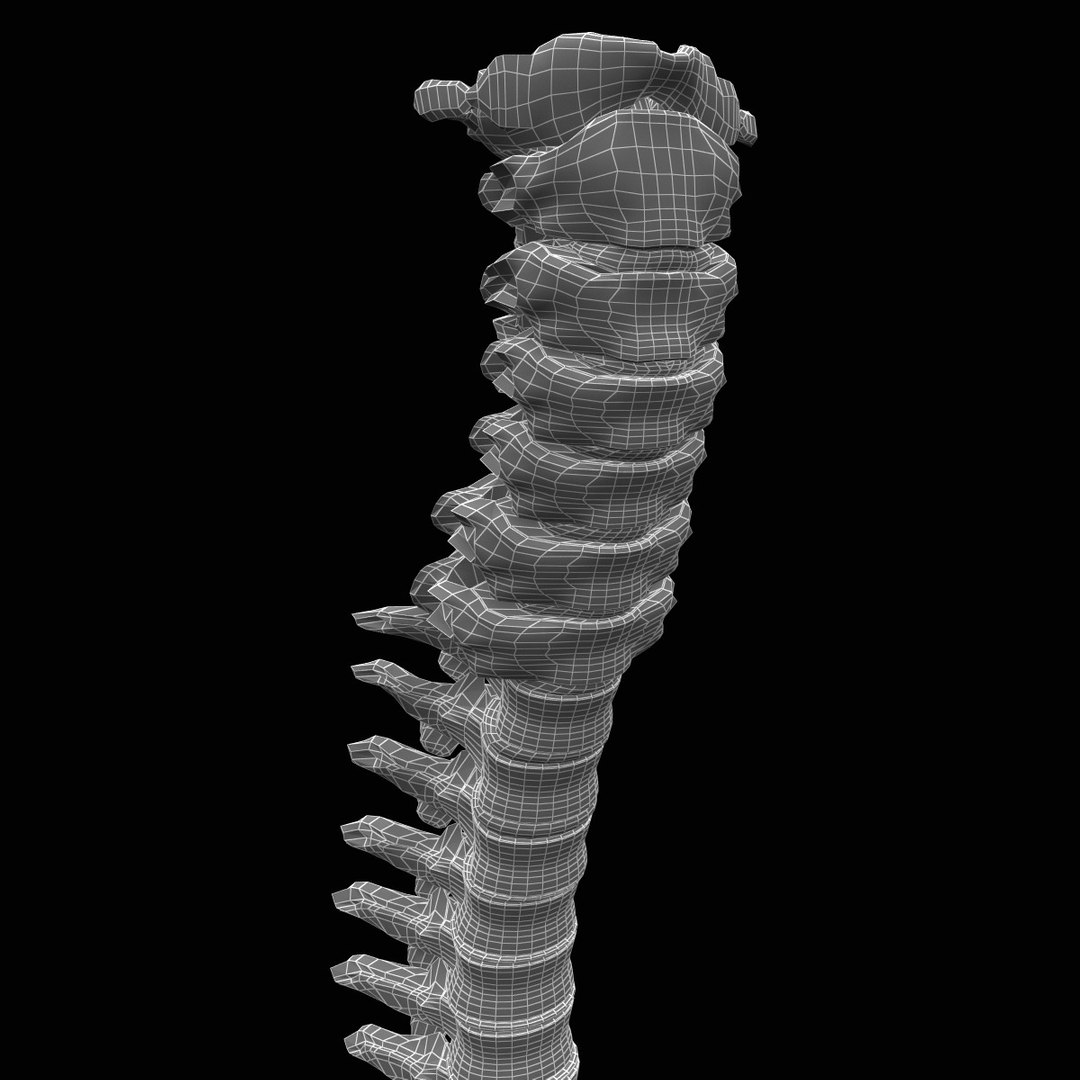 Human Spine 3d Model