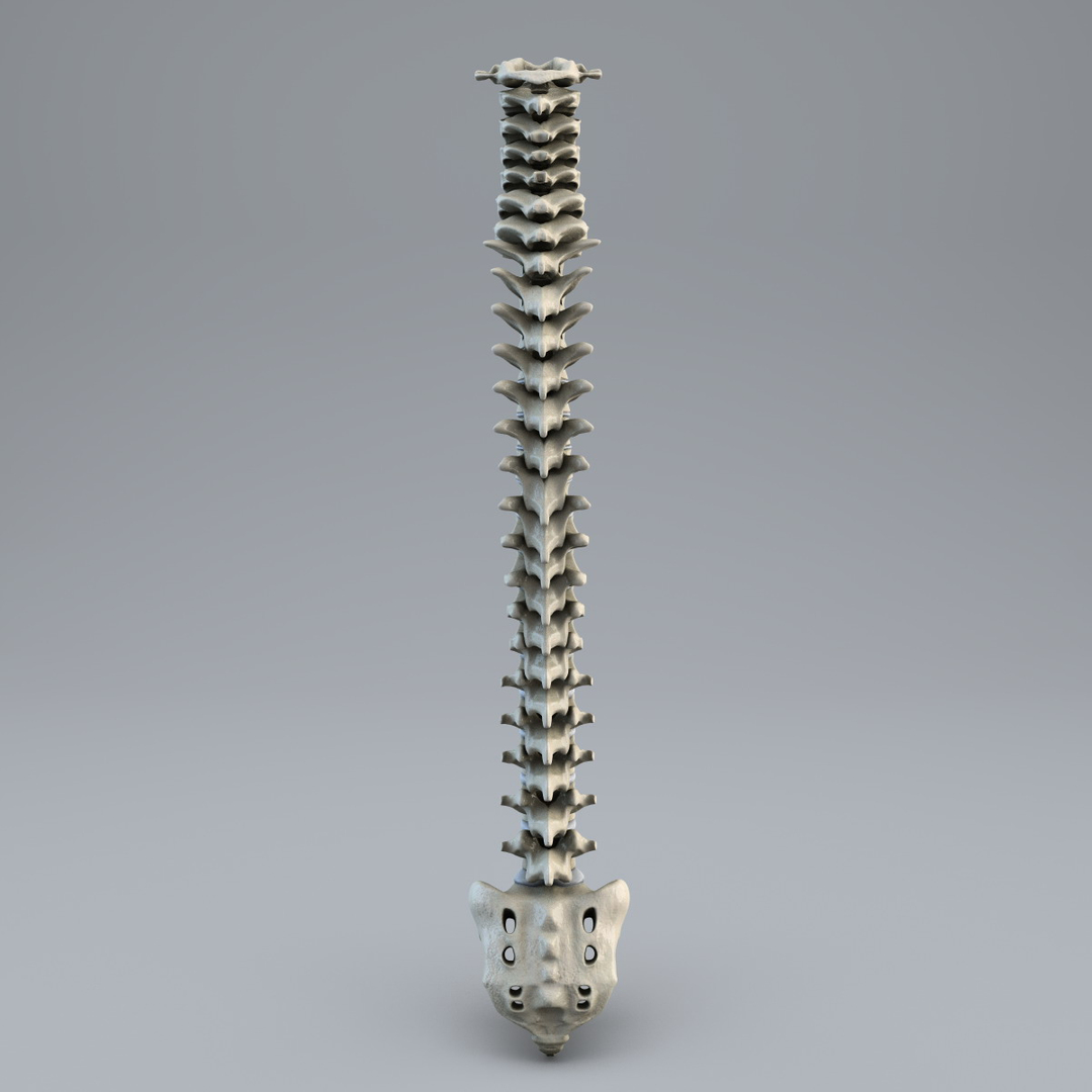 Human Spine 3d Model
