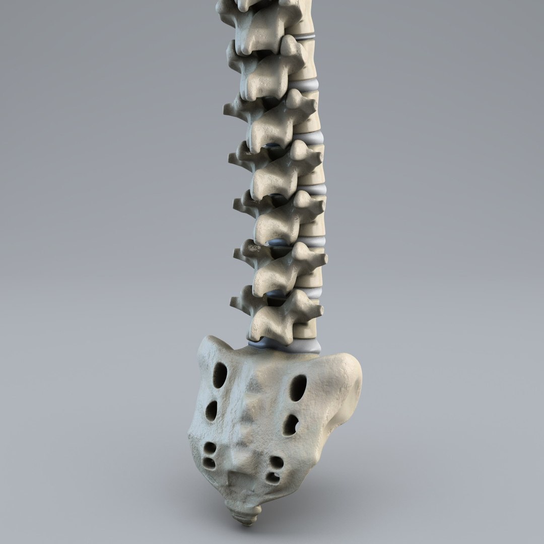 Human Spine 3d Model