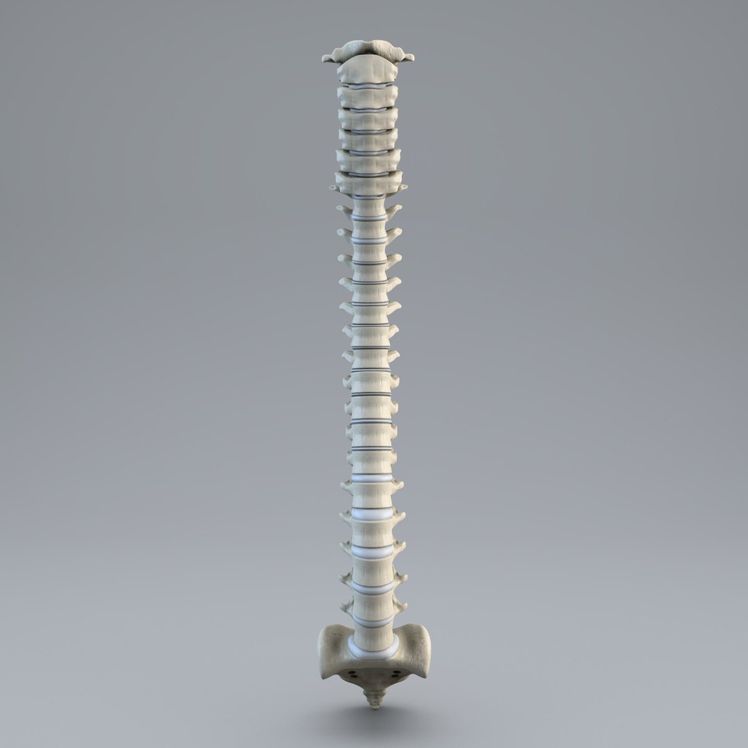 Human Spine 3d Model