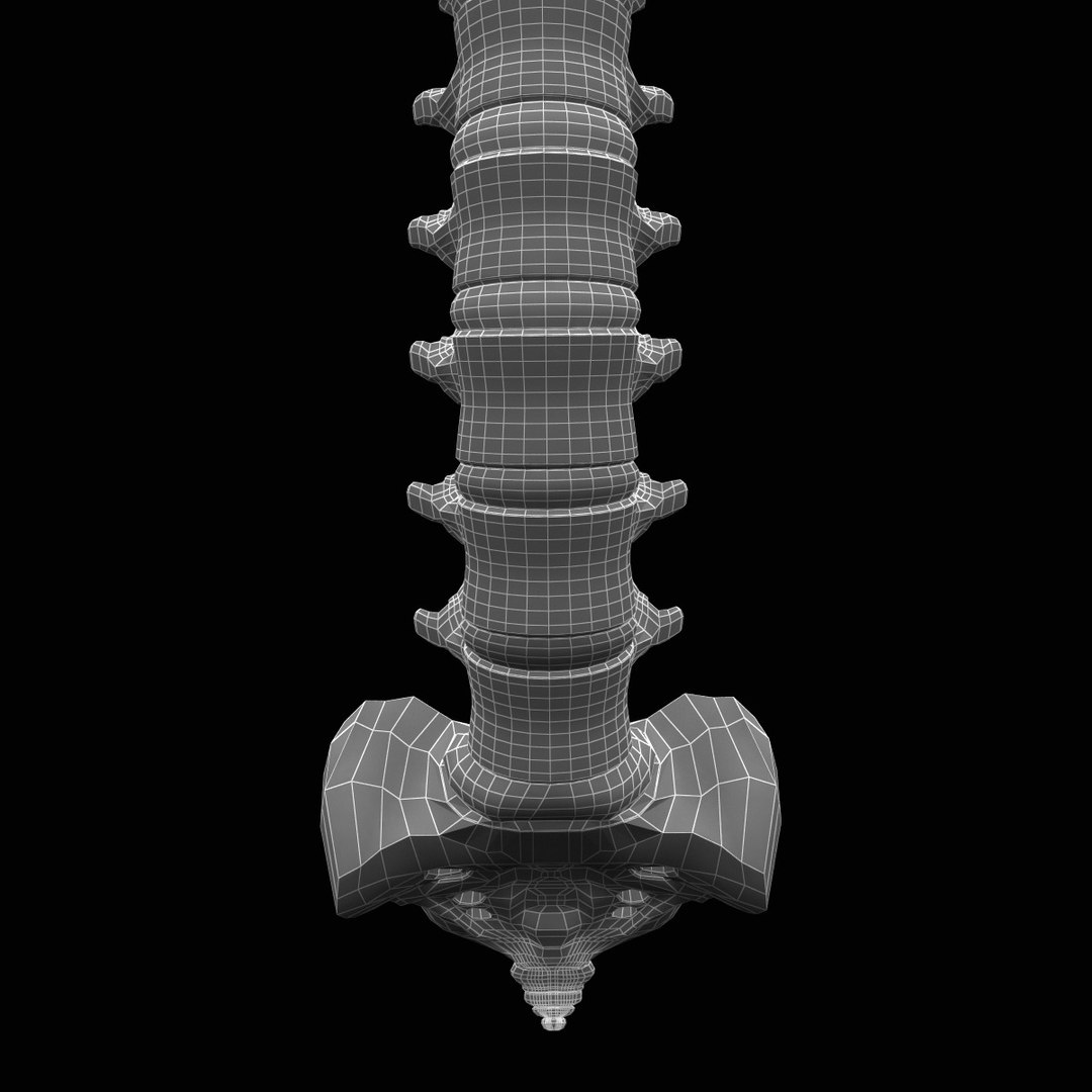 Human Spine 3d Model