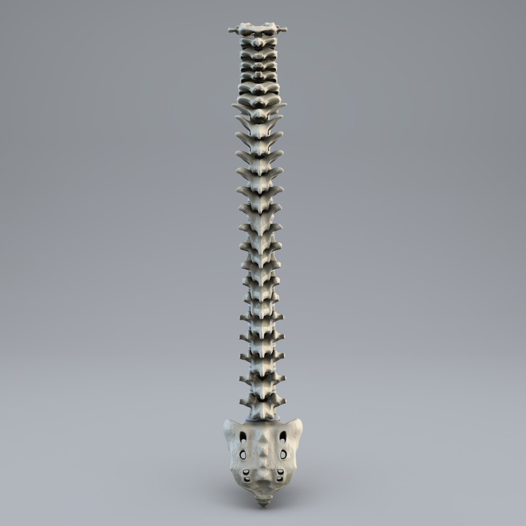 Human Spine 3d Model