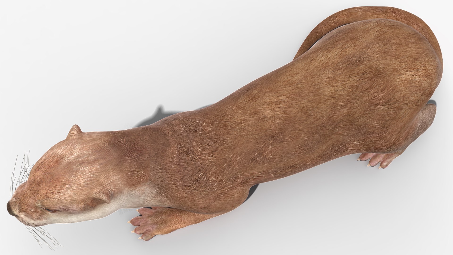 3D River Otter Lying Pose - TurboSquid 2134124