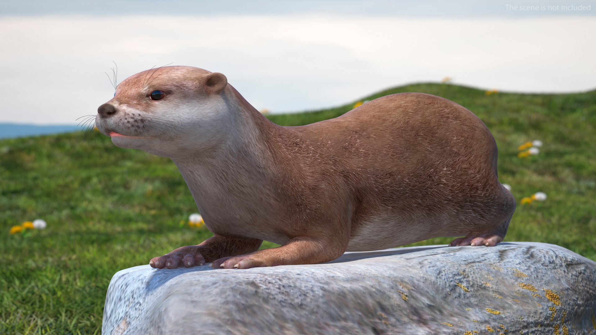 3D River Otter Lying Pose - TurboSquid 2134124