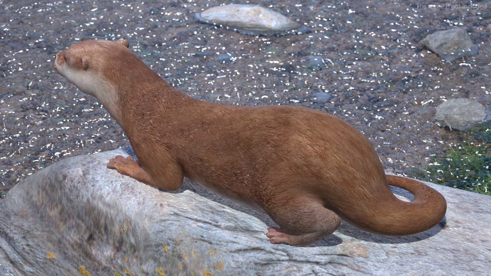 3D River Otter Lying Pose - TurboSquid 2134124