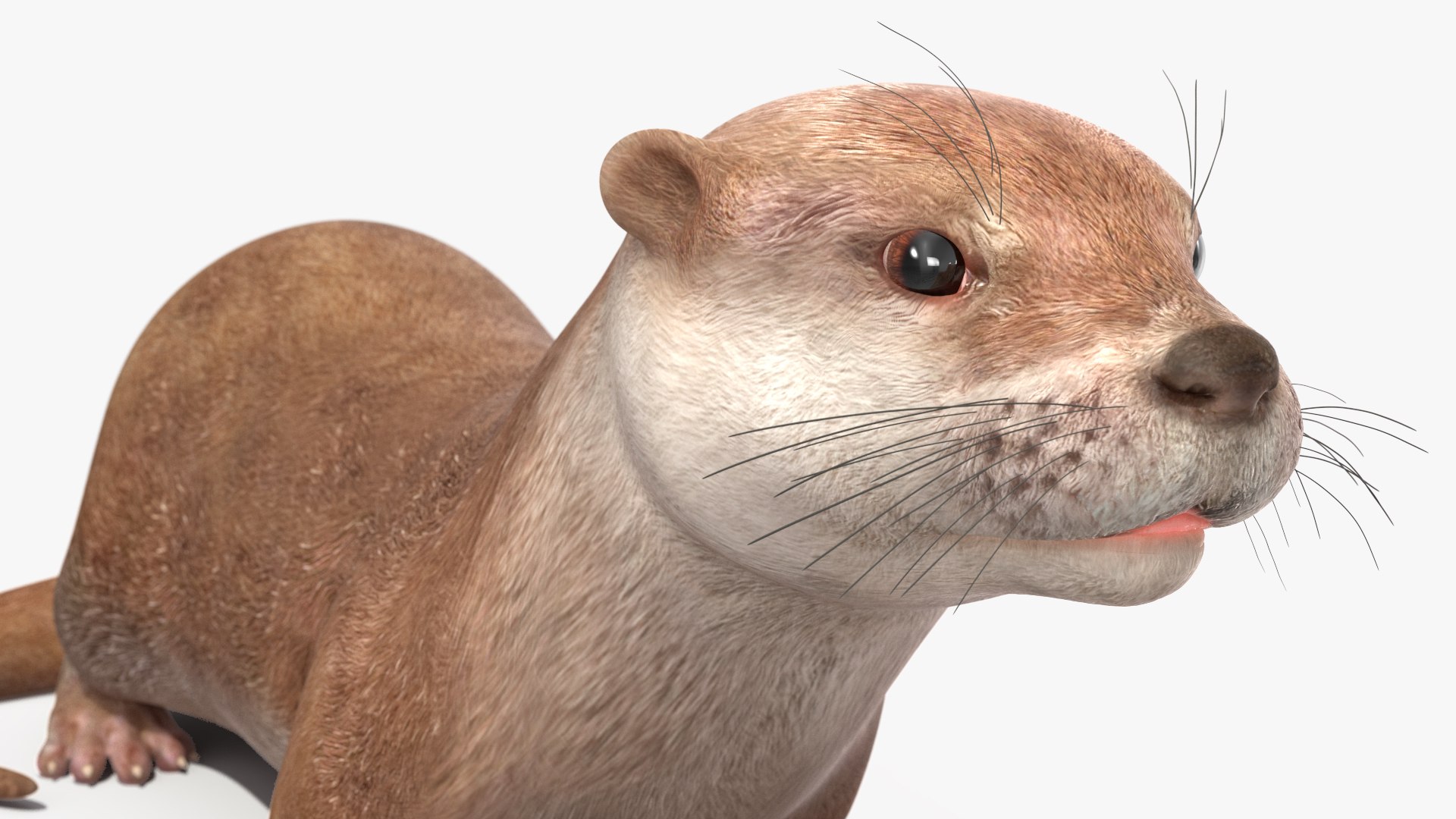 3D River Otter Lying Pose - TurboSquid 2134124