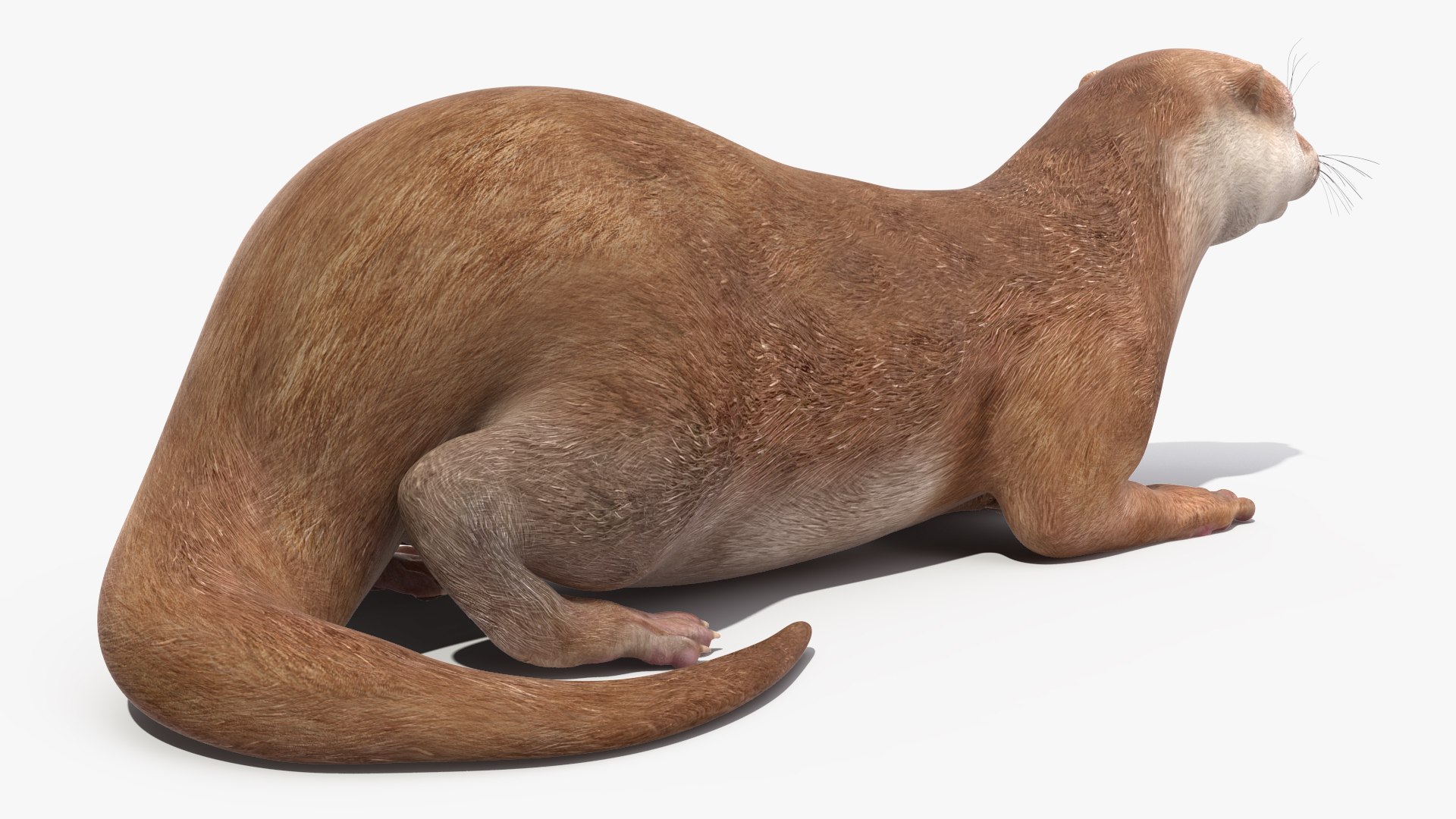 3D River Otter Lying Pose - TurboSquid 2134124