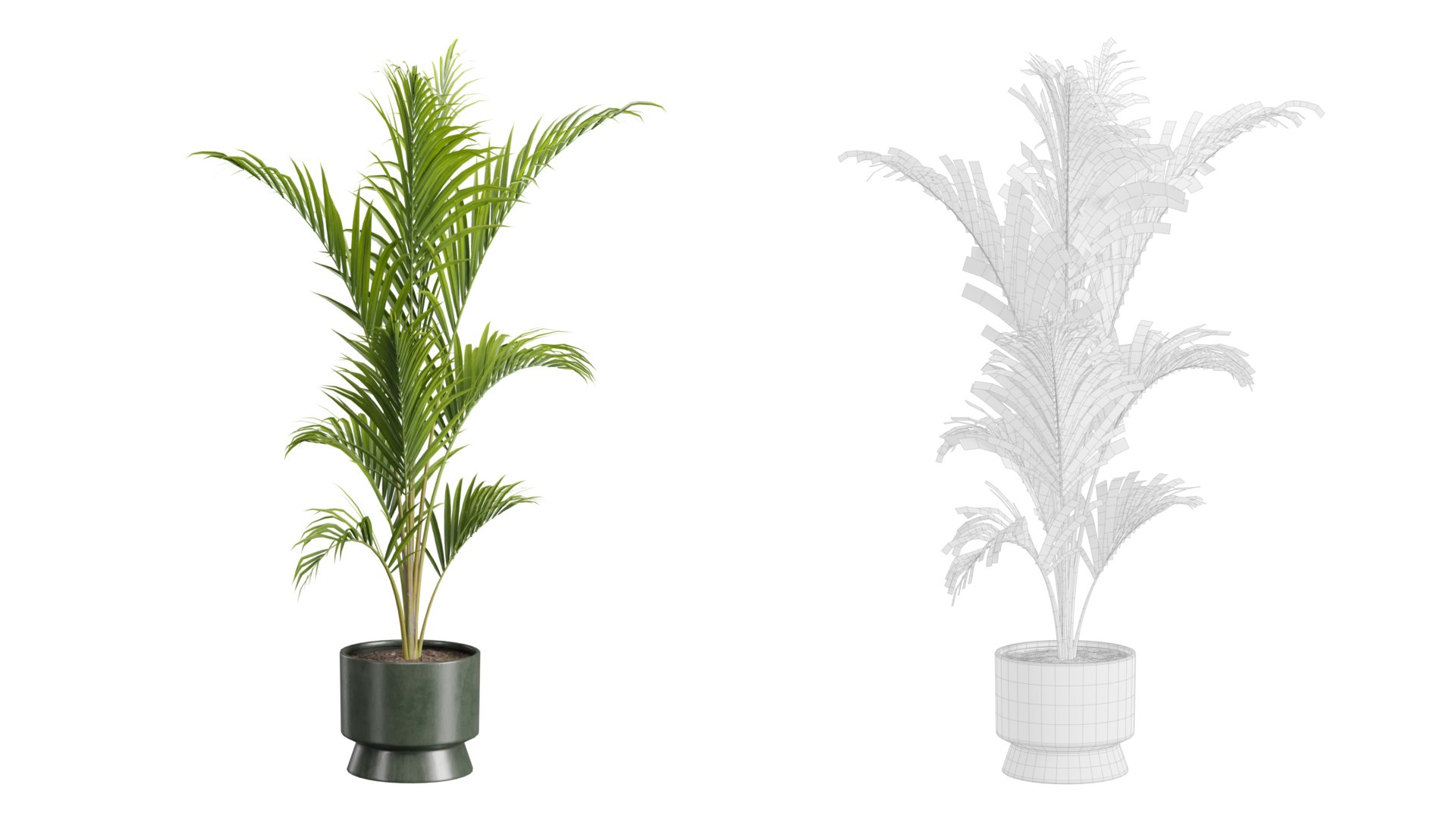 Majesty Palm 02 Ravenea Rivularis 3D Model - TurboSquid 2030043