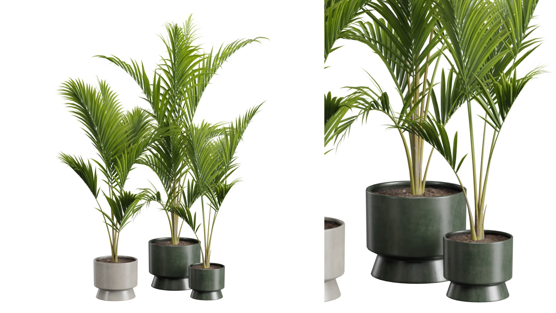 Majesty Palm 02 Ravenea Rivularis 3D Model - TurboSquid 2030043