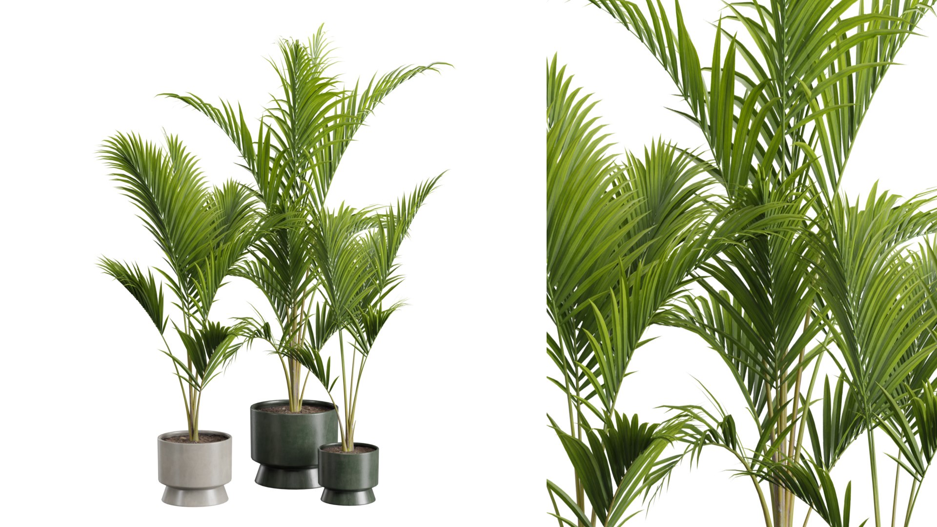 Majesty Palm 02 Ravenea Rivularis 3D Model - TurboSquid 2030043