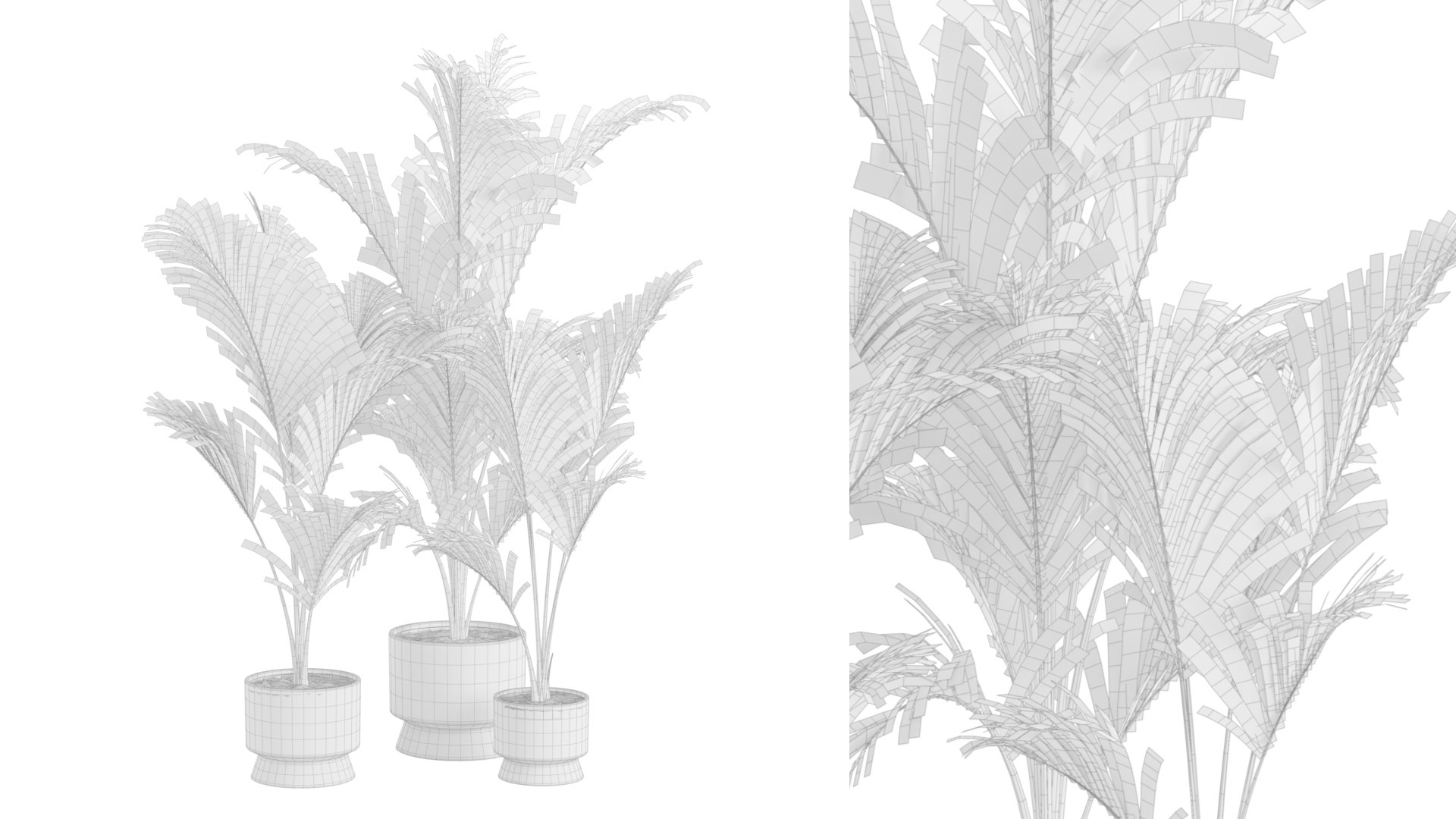 Majesty Palm 02 Ravenea Rivularis 3D Model - TurboSquid 2030043