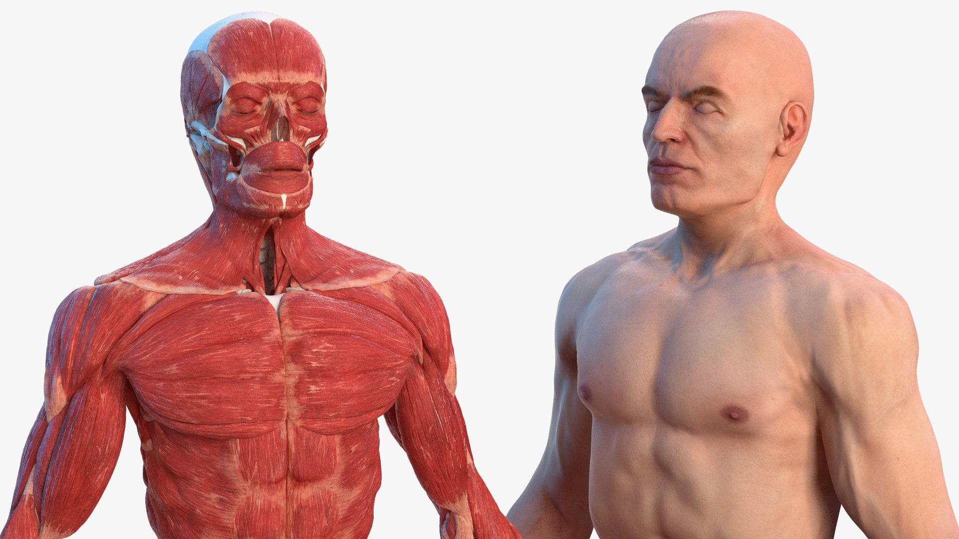 Male skeleton muscular skin human 3D model - TurboSquid 1567862