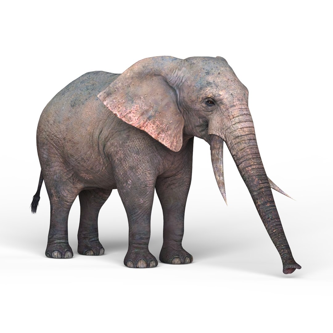 3D Elephant Materials Pbr - TurboSquid 1513269