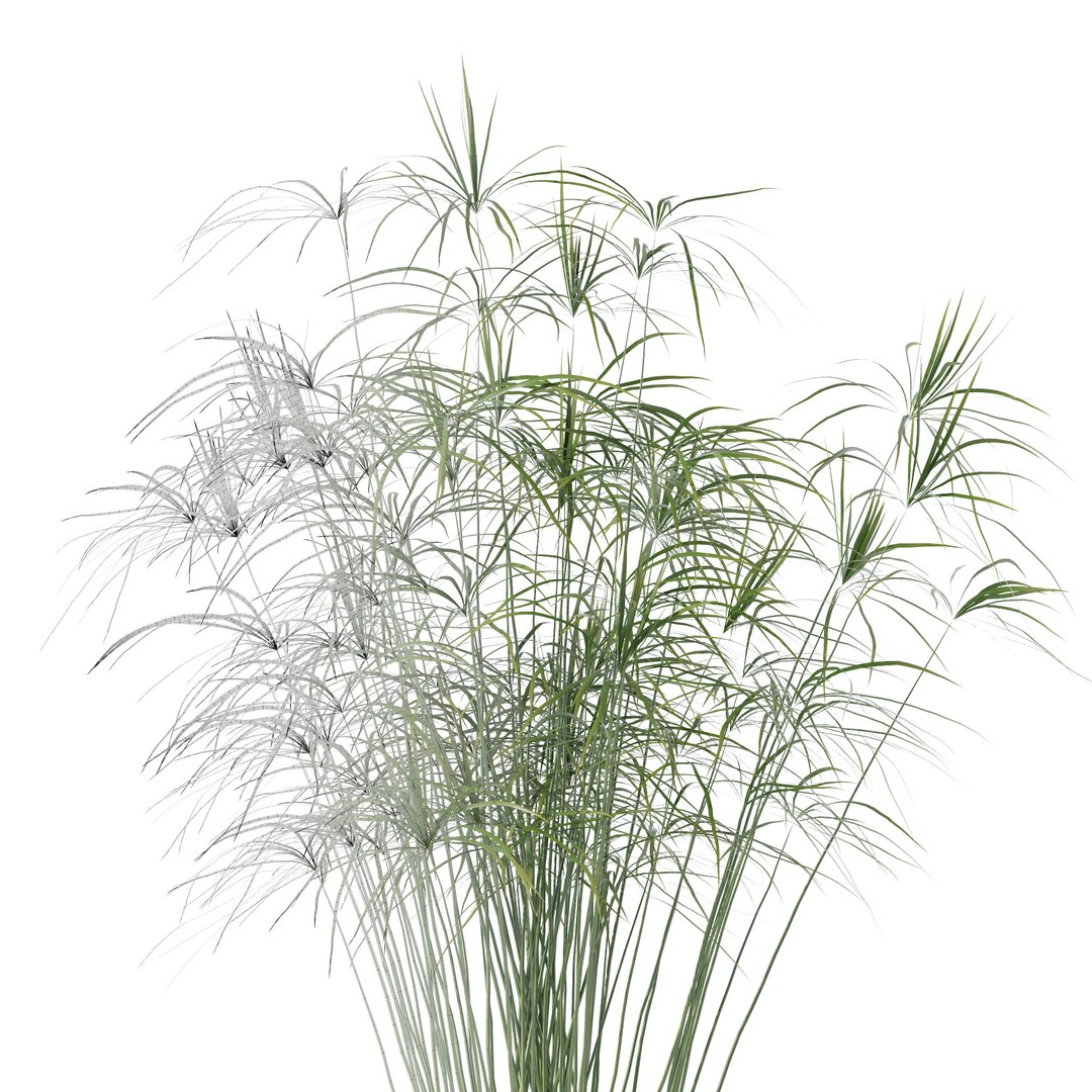 Cyperus Papyrus In Modern Flower Pot Model - TurboSquid 2184689
